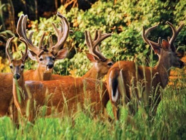 10 Facts About Deer Senses