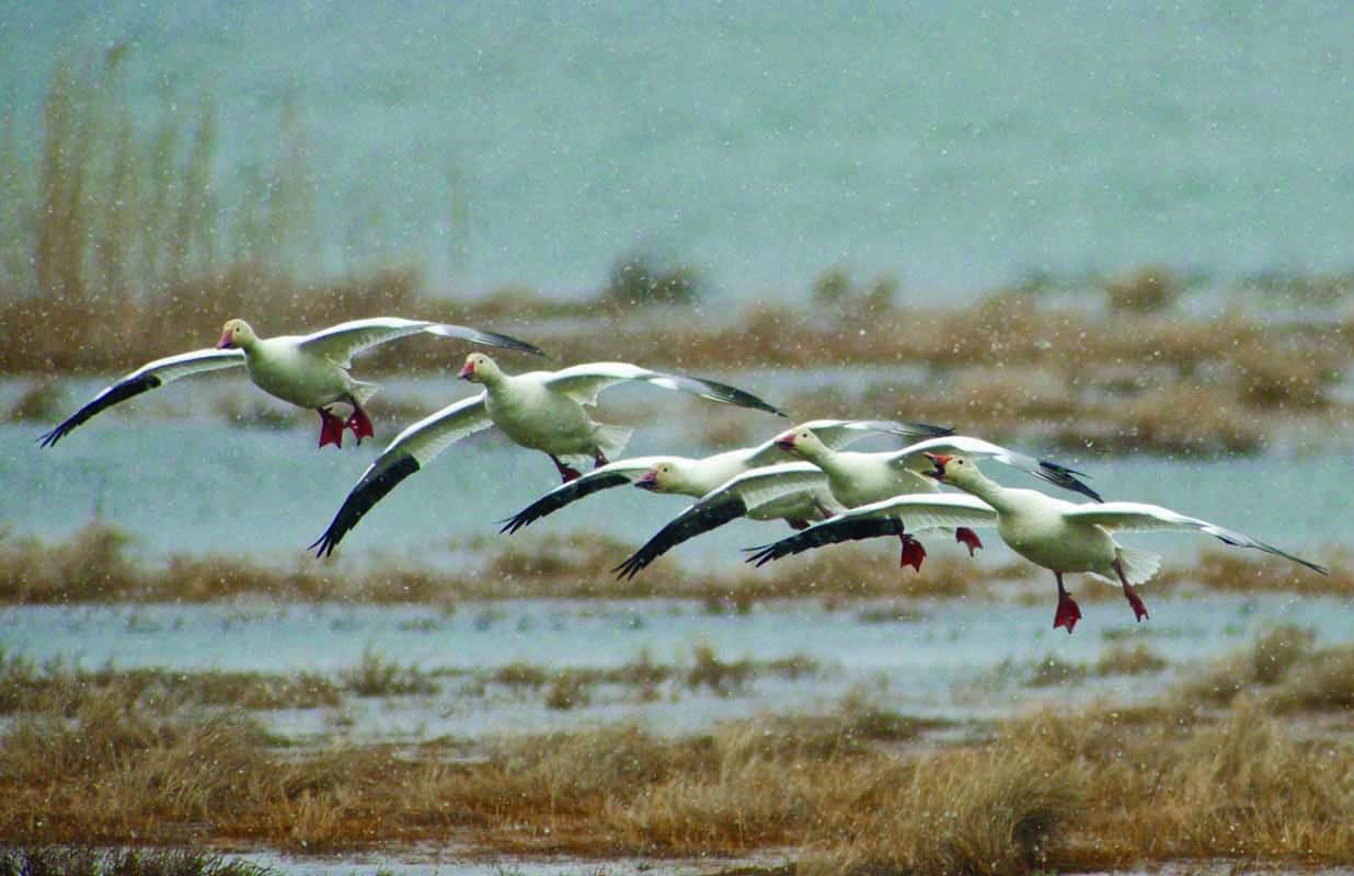 Stephen Kirkpatrick: Wildlife and Nature Photographer | Land.com