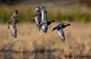 Stephen Kirkpatrick: Wildlife and Nature Photographer | Land.com