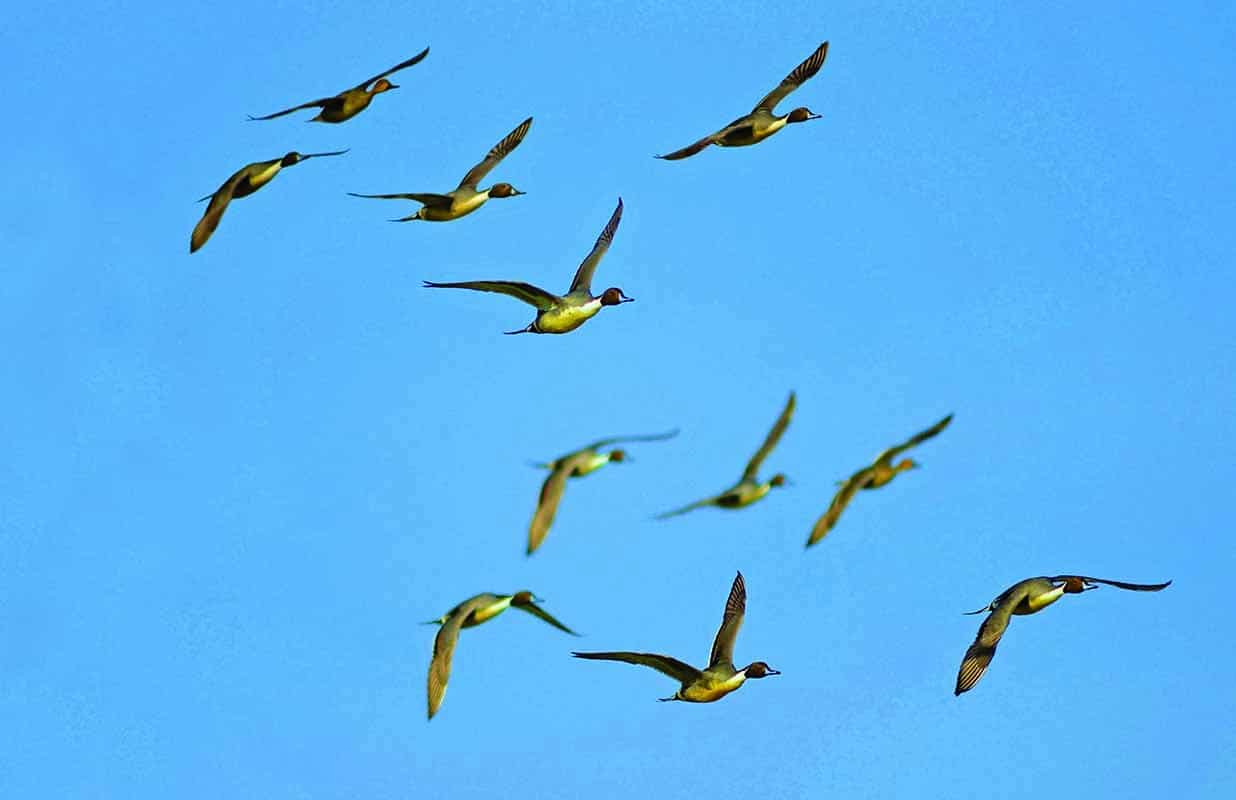 Stephen Kirkpatrick: Wildlife and Nature Photographer | Land.com