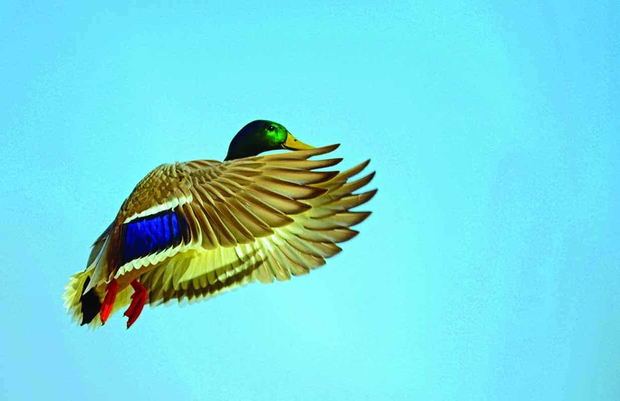 Stephen Kirkpatrick: Wildlife and Nature Photographer | Land.com