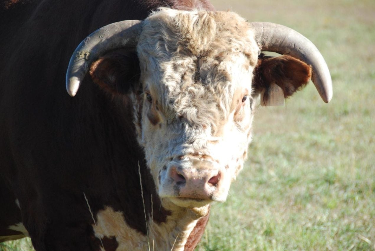 Pictures of Ranch Animals and Wildlife