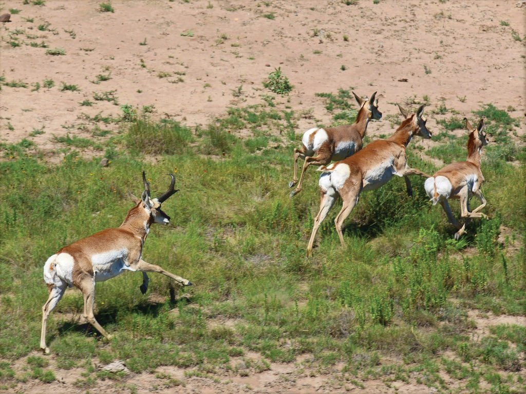 Guide to Hunting Pronghorns | Land.com
