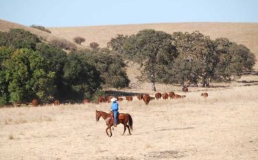 Guide to Ranch Management: What is a Ranch Manager? | Land.com
