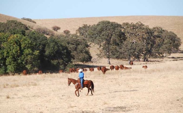 Guide to Ranch Management: What is a Ranch Manager? | Land.com