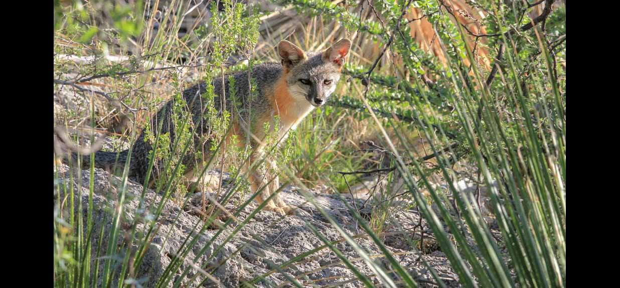 Large Hunting Ranch Sold in the Shadow of West Texas' Glass Mountains ...