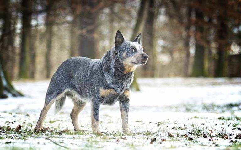 Best Dog Breeds for the Outdoor Lifestyle | Land.com