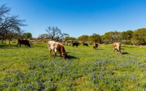 What's the Difference Between a Farm and Ranch? | Land.com