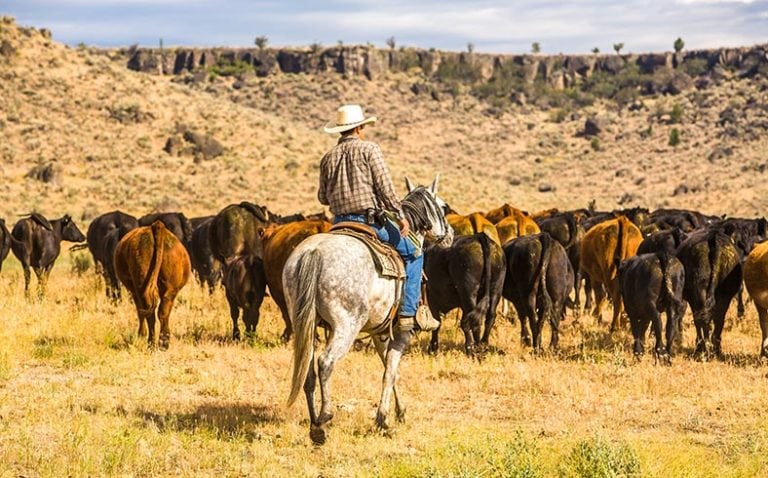 What's the Difference Between a Farm and Ranch? | Land.com