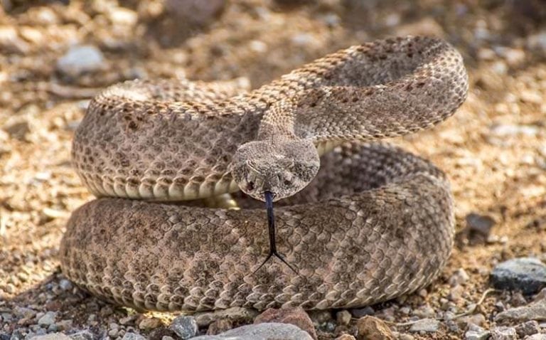 Survival 101: How to Survive a Snake Encounter on the Trail | Land.com