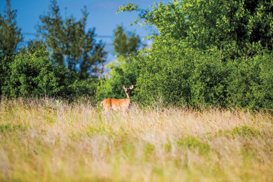 The Independence Valley Farm & Ranch, Nevada | Land.com