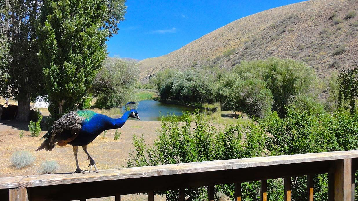 Listing of the Week: Remote Northern Nevada Ranch | Land.com