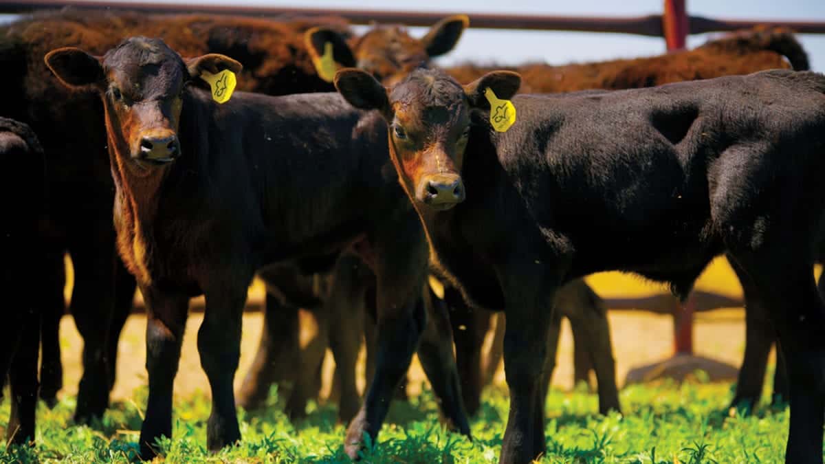 On the Cover: Cimarron Valley Ranch | Land.com