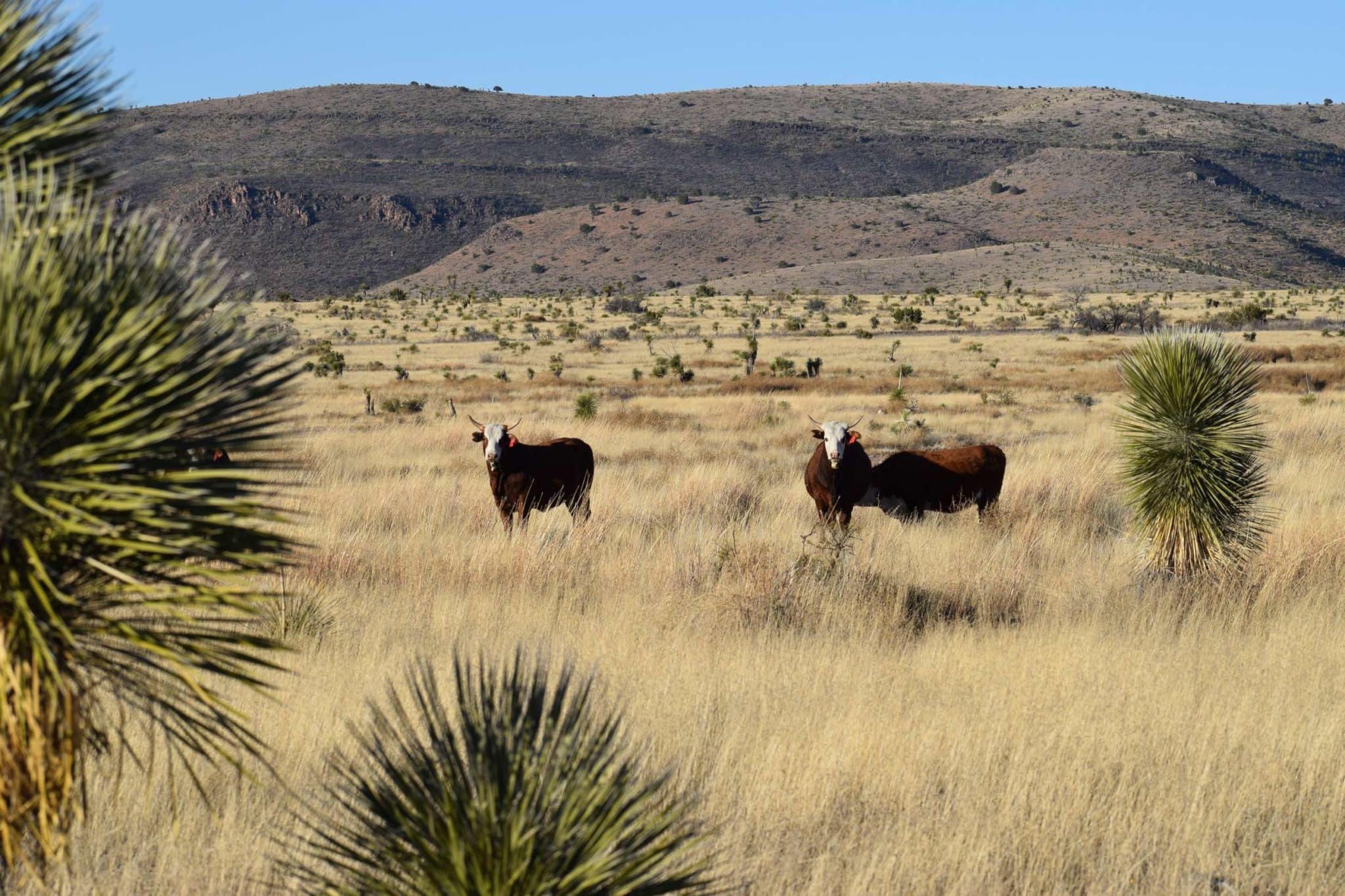 Featured Listing: Petan Ranch | Land.com