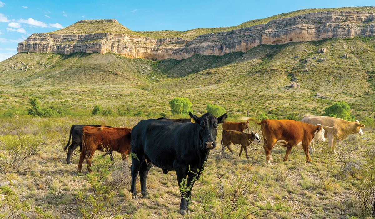 On the Cover: Dagger Flats Ranch | Land.com