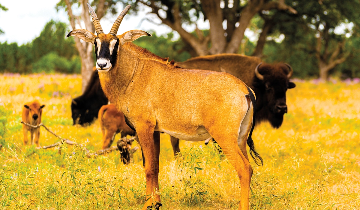 Featured Listing: Colorado River Ranch | Land.com