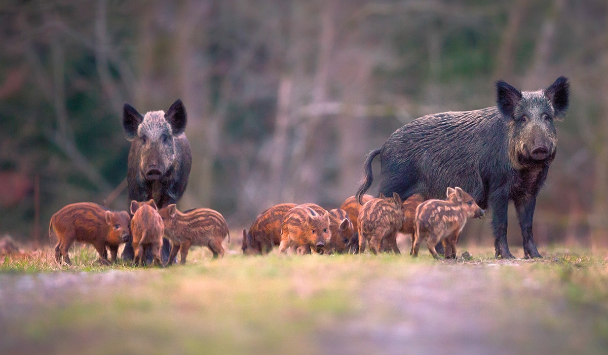 5 Questions about Feral Pigs | Land.com
